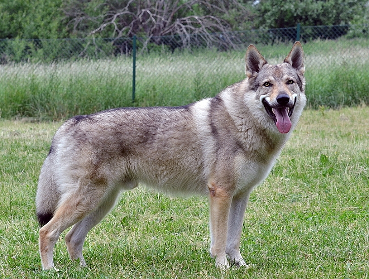 ČESKOSLOVENSKÝ VLČÁK 🐶 | ZOOAQUA.CZ