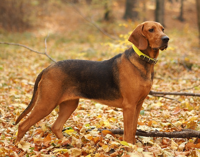 POLSKÝ OGAR 🐶 | ZOOAQUA.CZ
