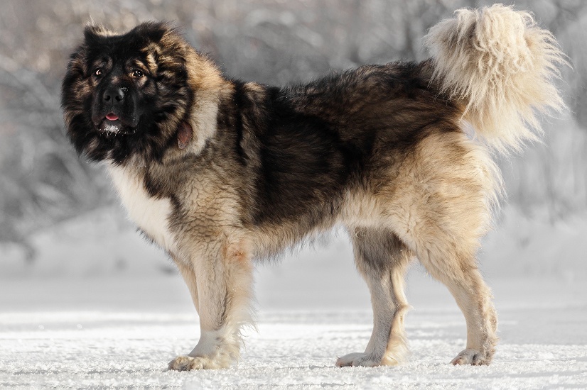 KAVKAZSKÝ PASTEVECKÝ PES 🐶 | ZOOAQUA.CZ